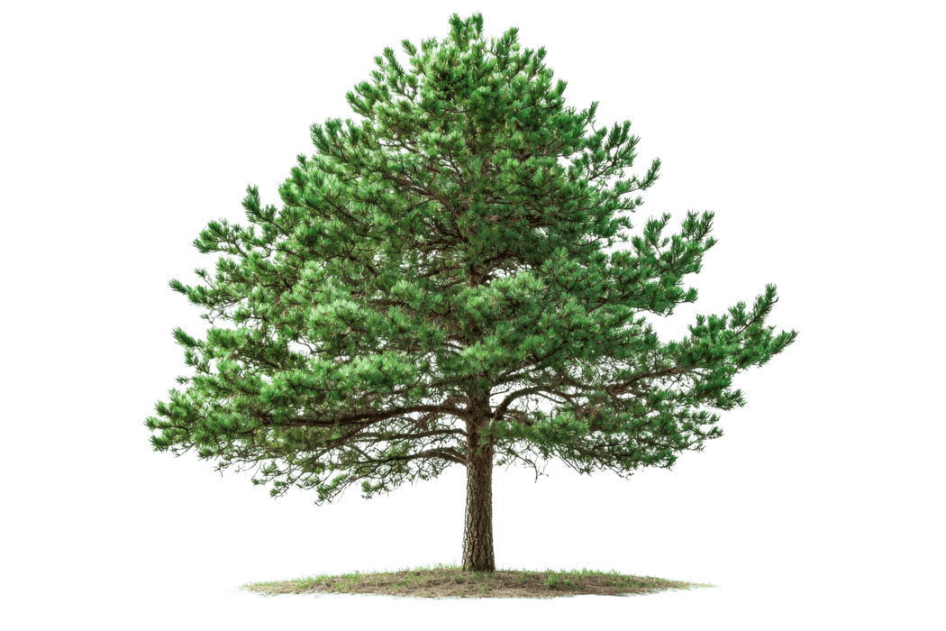 Pine Tree Transparent PNGs for Free Download