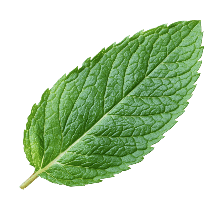 Mint Leaf PNGs for Free Download