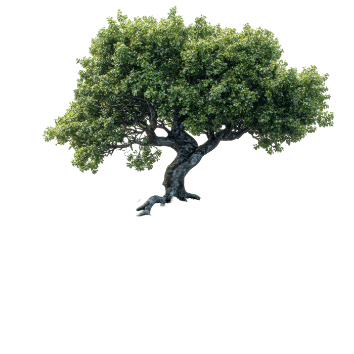 Tree Animation PNGs for Free Download