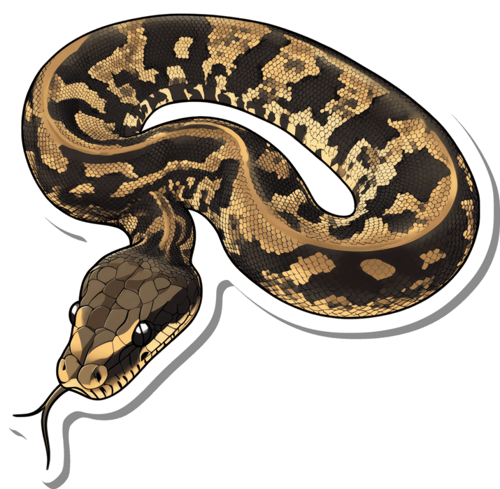 Python PNGs for Free Download