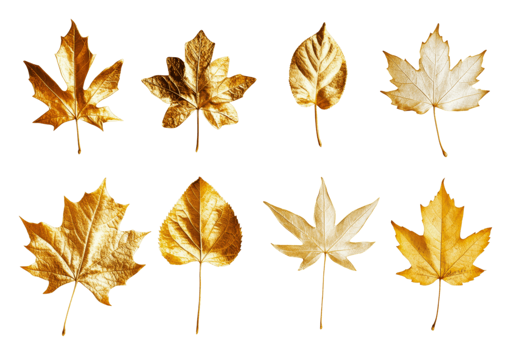 Golden Leaves PNGs for Free Download