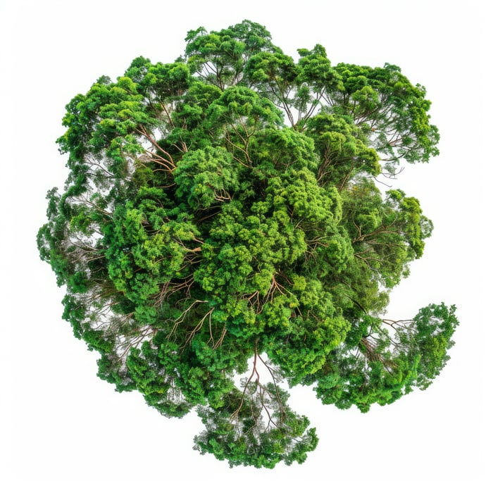 Tree Birds Eye View Stock Photos, Images and Backgrounds for Free Download