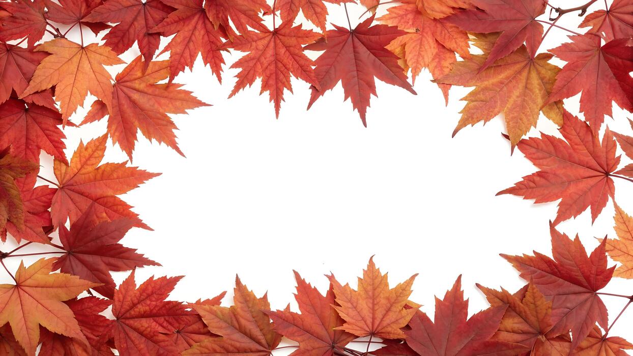 Fall Leaves White Background Stock Photos, Images and Backgrounds for ...