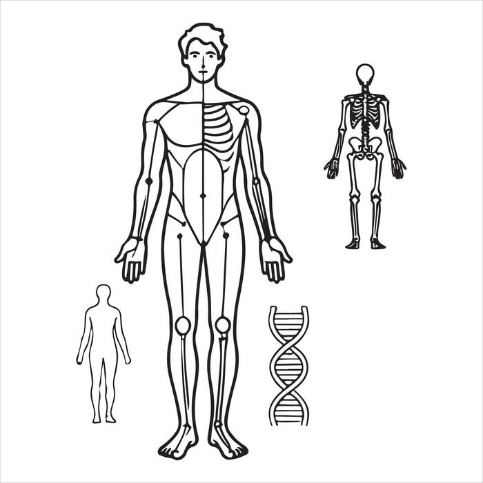 Human Body Outline Vector Art, Icons, and Graphics for Free Download