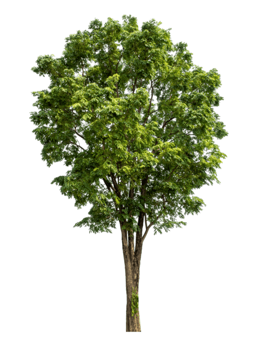 2d Tree PNGs for Free Download
