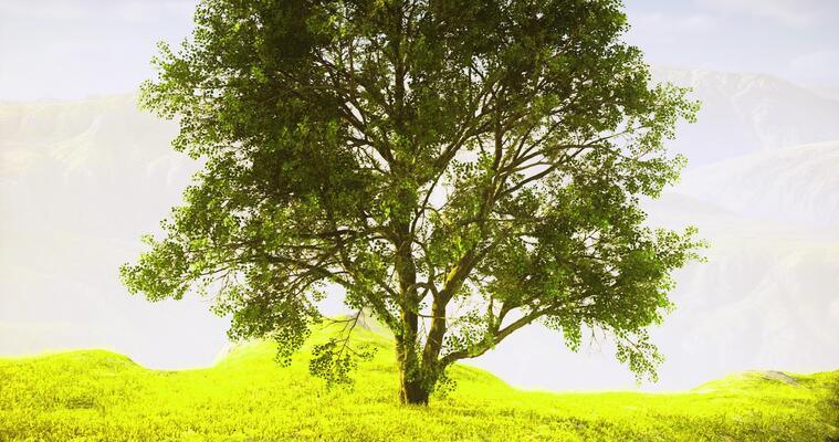Growing Tree Animation Stock Video Footage for Free Download