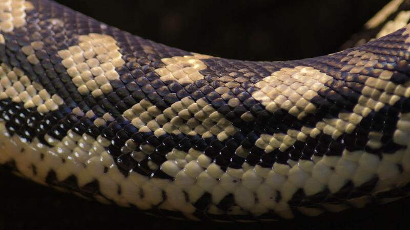 Body scaled of diamond python snake in a terrarium breathing - Morelia ...
