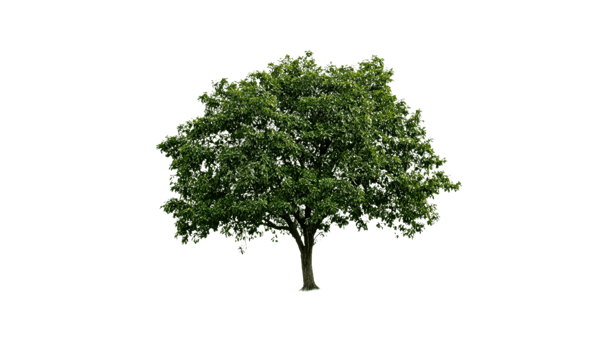 Animated Tree PNGs for Free Download