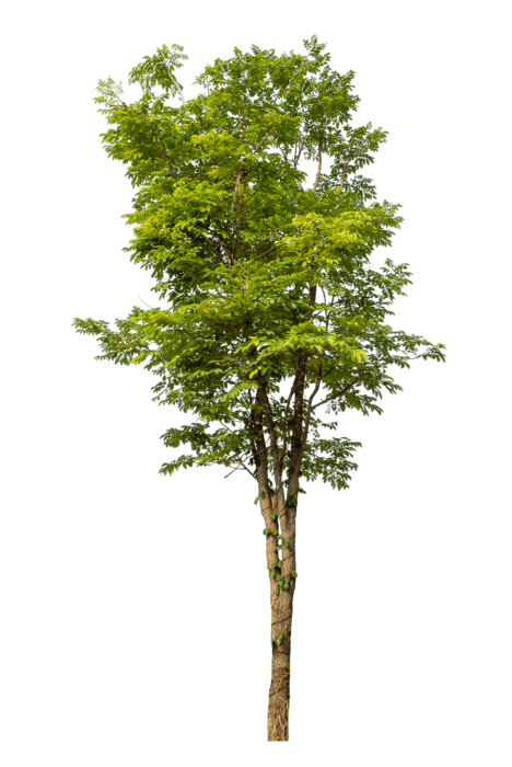 2d Tree PNGs for Free Download