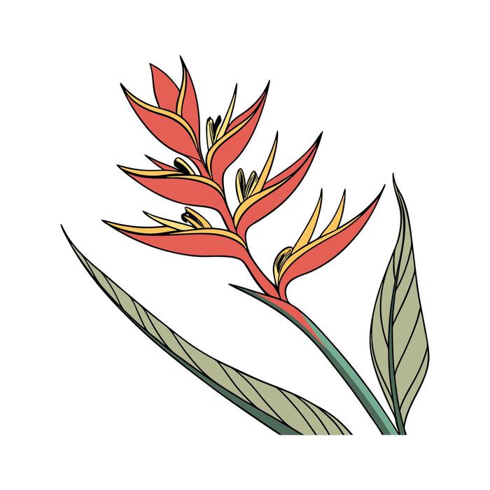 Tropical Flower Drawing Vector Art, Icons, and Graphics for Free Download