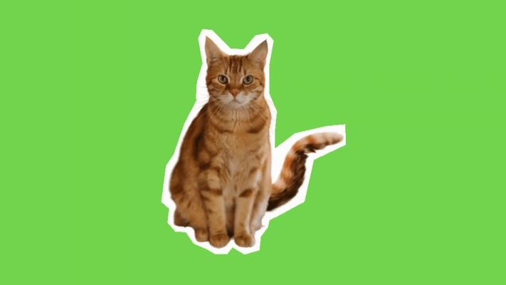 Cat Meme Stock Video Footage For Free Download