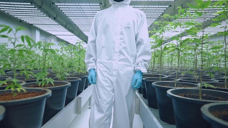 laboratory grower in white suit walking along the weed farm aisles, cannabis plantation room ...