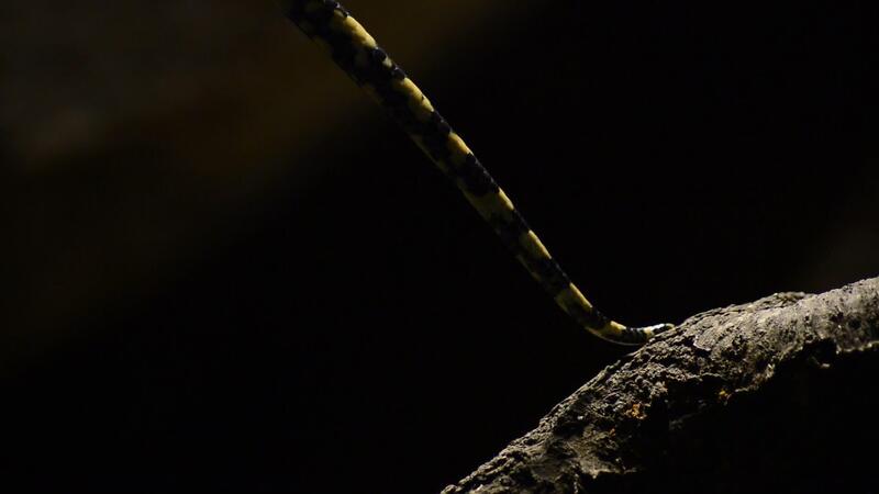 Tail of diamond python snake passing in close up - Morelia spilota ...