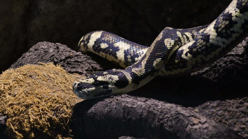 Diamond python snake creeping in a terrarium - Morelia spilota 57997797 ...