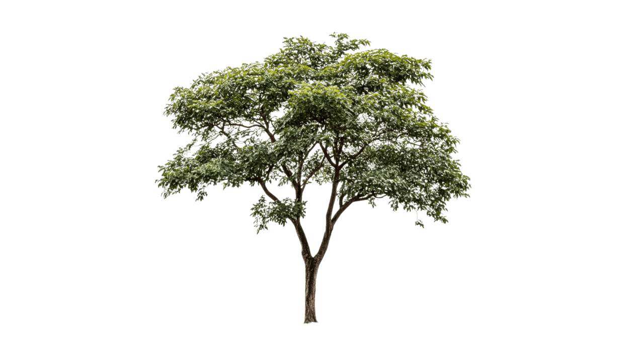 Animated Tree PNGs for Free Download
