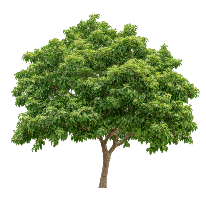 Tree Transparent Background PNGs for Free Download