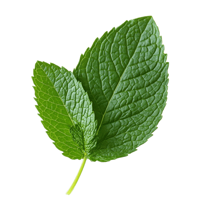 Mint Leaf PNGs for Free Download