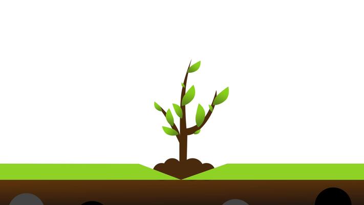 Growing Tree Animation Stock Video Footage for Free Download