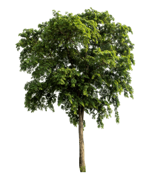 2d Tree PNGs for Free Download