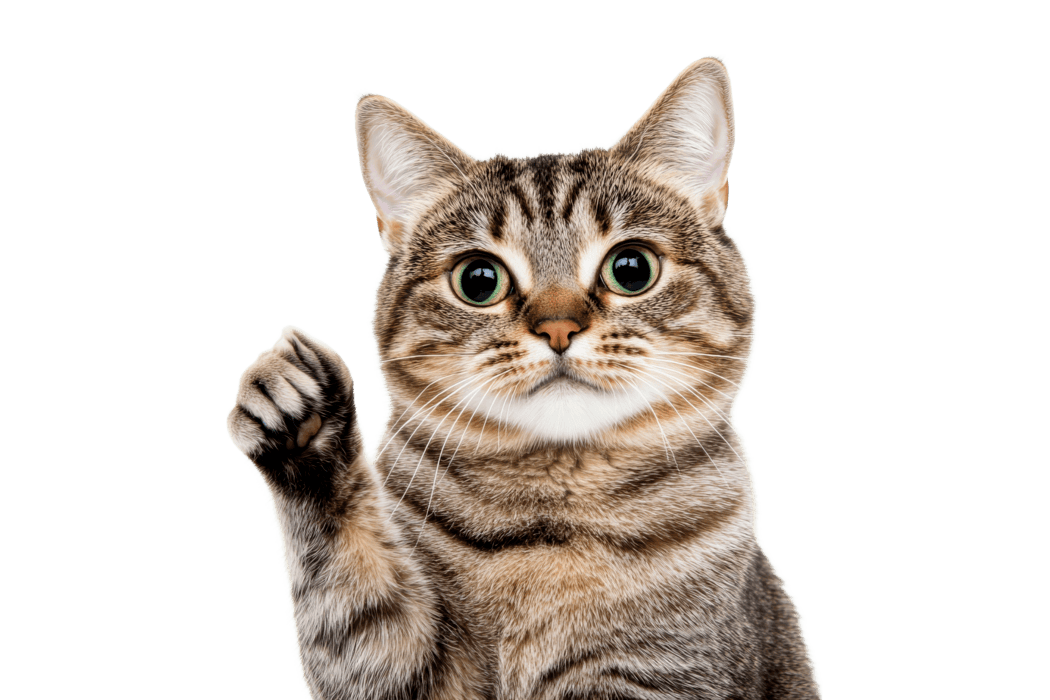 Cat Waving PNGs for Free Download