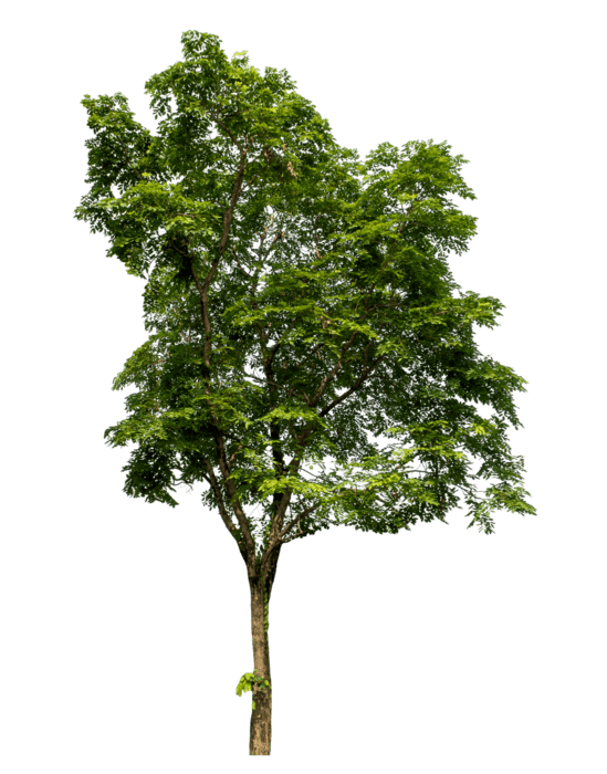 2d Tree PNGs for Free Download