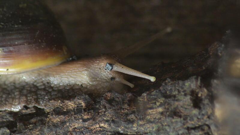 African giant snail crawling in a terrarium in a zoo natural park 60326249 Stock Video at Vecteezy