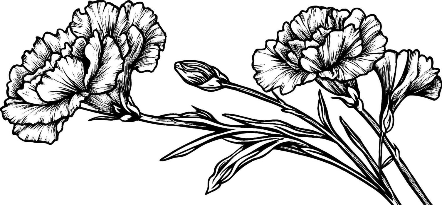 Carnation Line Drawing Vector Art Icons And Graphics For Free Download
