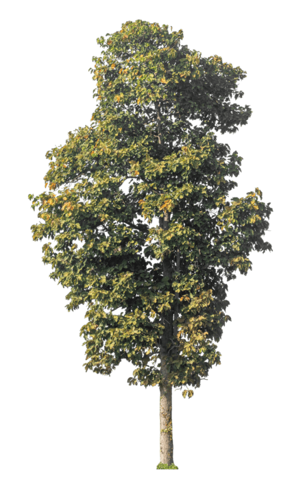 2d Tree PNGs for Free Download