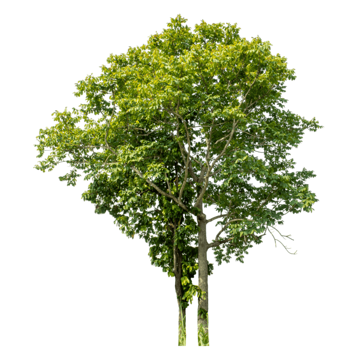 2d Tree PNGs for Free Download