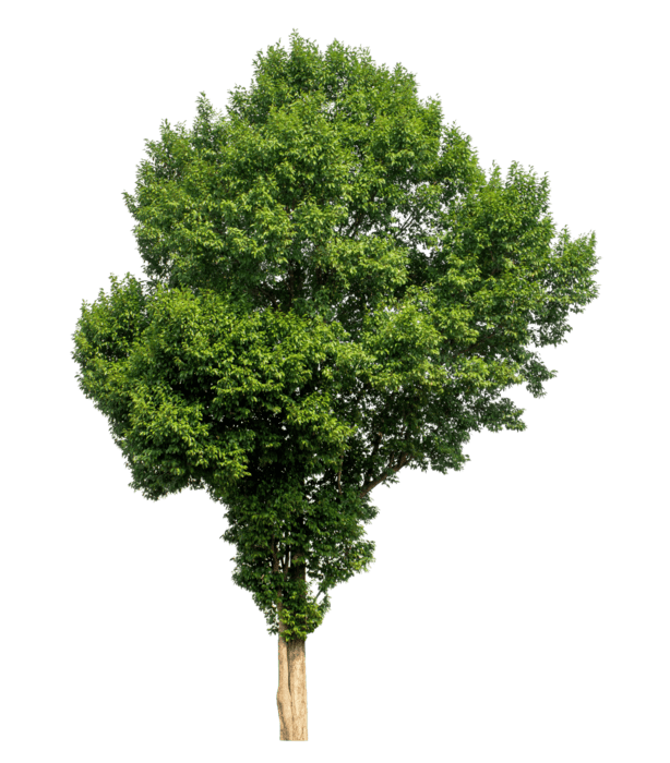 2d Tree PNGs for Free Download