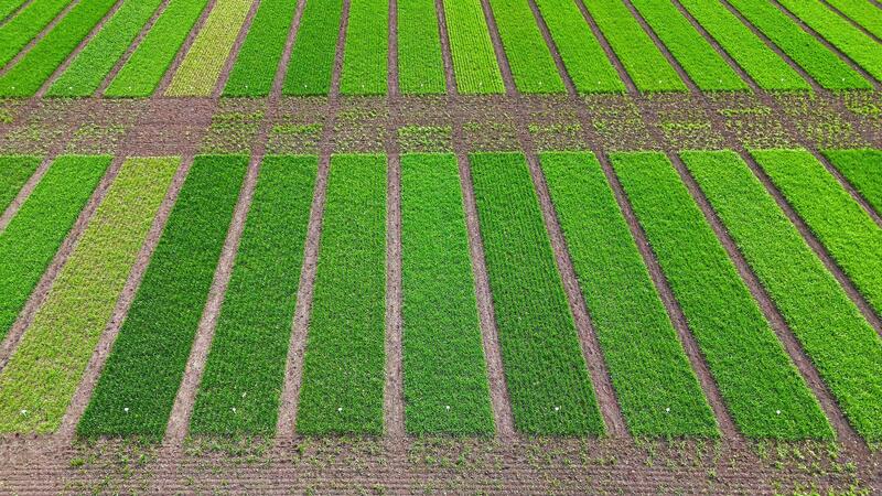 Drone View Of Agricultural Test Plots With Varying Crop Growth Experimental Field Rows For