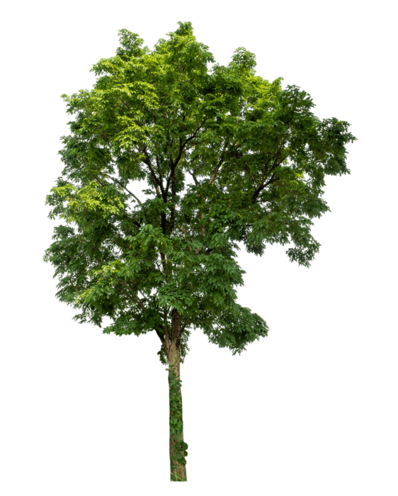2d Tree PNGs for Free Download