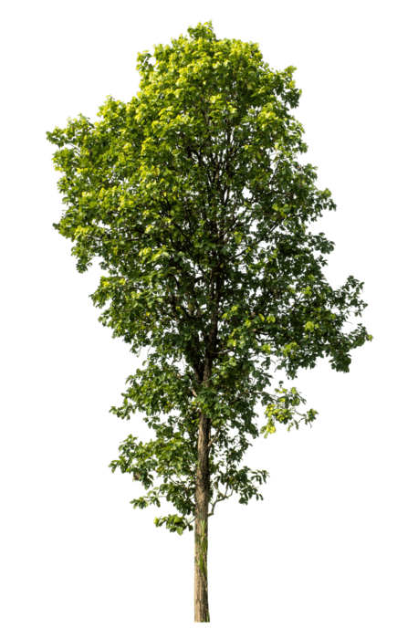 2d Tree PNGs for Free Download