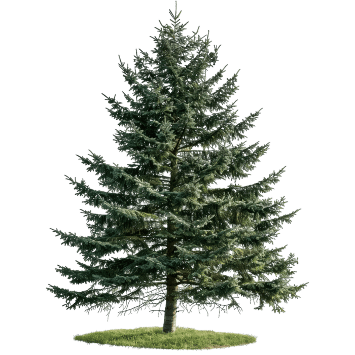Pine Tree Transparent PNGs for Free Download