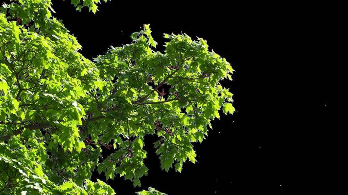 Growing Tree Animation Stock Video Footage for Free Download