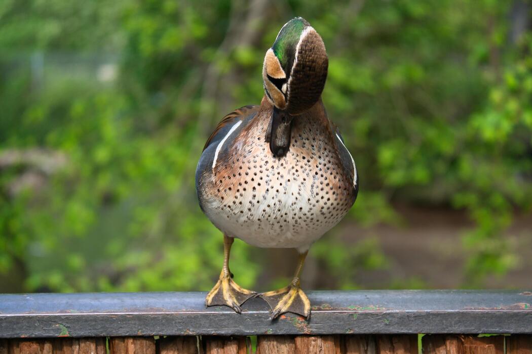 Funny Duck Stock Photos, Images and Backgrounds for Free Download