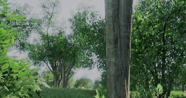 Growing Tree Animation Stock Video Footage for Free Download