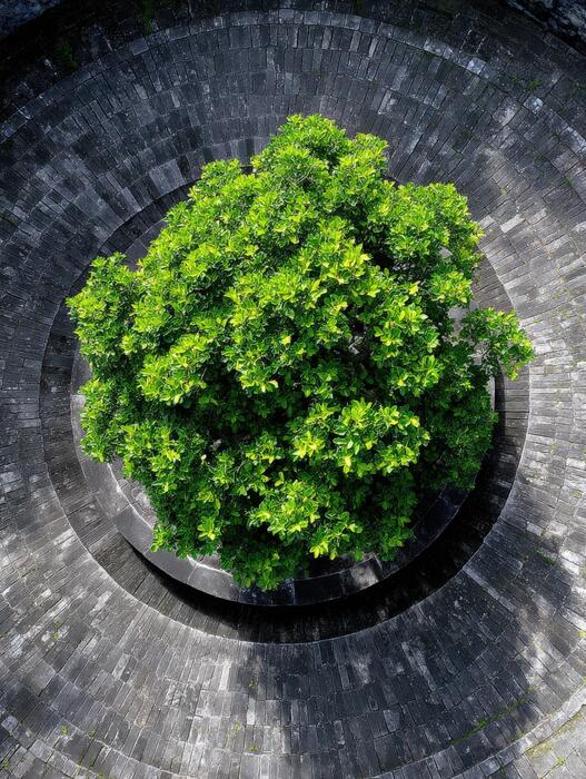 Tree Top View Stock Photos, Images and Backgrounds for Free Download