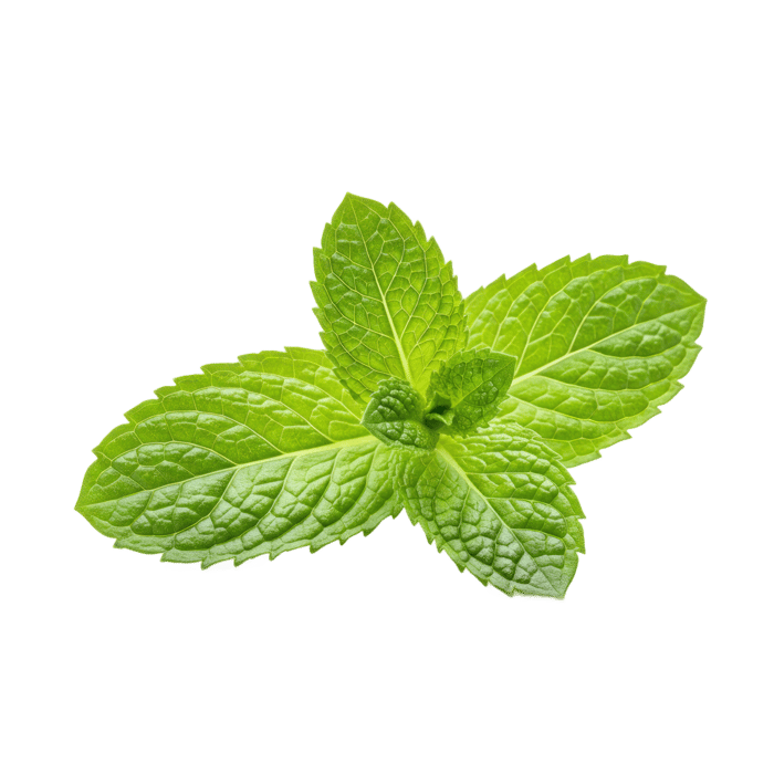 Mint Leaf PNGs for Free Download