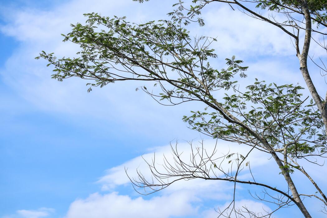 Tree Sky Stock Photos, Images and Backgrounds for Free Download