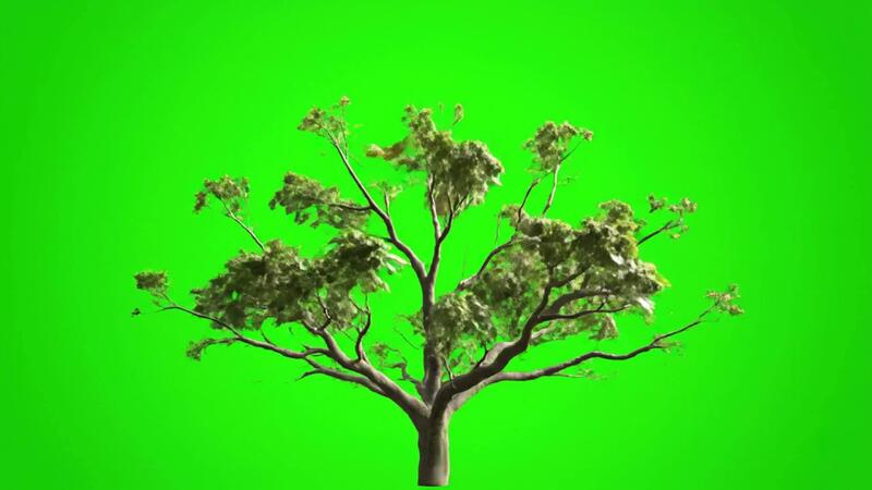 Family Tree Animation Stock Video Footage for Free Download