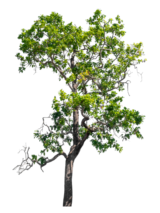 Animated Tree PNGs for Free Download